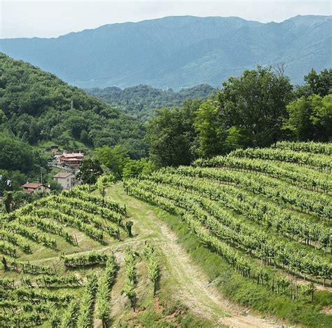 Bedin Wine Authorities