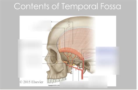 Contents Of Temporal Fossa Diagram Quizlet