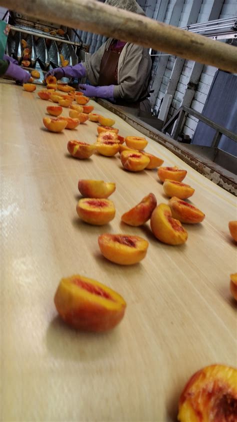 무료 이미지 자연 익은 식품 생기게 하다 아침 식사 빵 굽기 디저트 방법 벨벳 컨베이어 벨트 제관 단맛