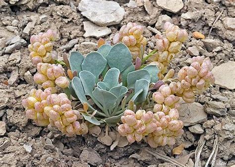 Physaria Alchetron The Free Social Encyclopedia