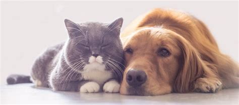 Which Pet Is Right For You