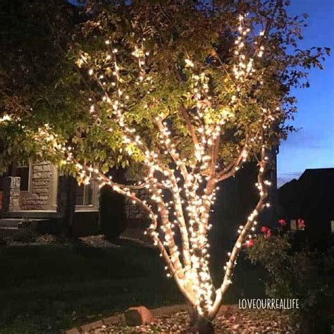 Wrap Lights On An Outdoor Tree In 6 Easy Steps ⋆ Love Our Real Life