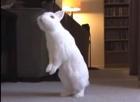 ウサギの進化？二足歩行を覚えたうさぎさん 笑える・泣ける・おもしろ動画 犬・猫