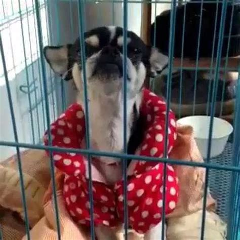 狗狗犯错时该如何正确惩罚狗狗呢