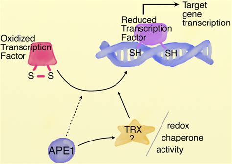 Ape1 Redox Chaperone Activity Schematic Representation Of Ape1 Redox
