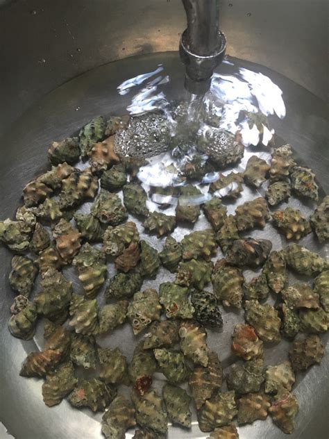 水煮辣螺怎么做水煮辣螺的做法豆果美食