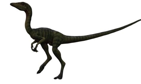 Compsognathus Triassicus Found By Fraas In Bavaria In 1913 —robert