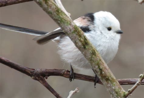 エナガ 亜種シマエナガ 2023 04 17 日本の野鳥識別図鑑