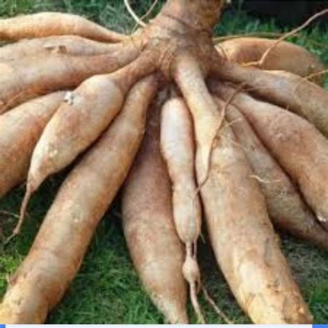 Ubi Kayu Kuning Lemak Ubi Kayu Mentega 40kg Shopee Malaysia