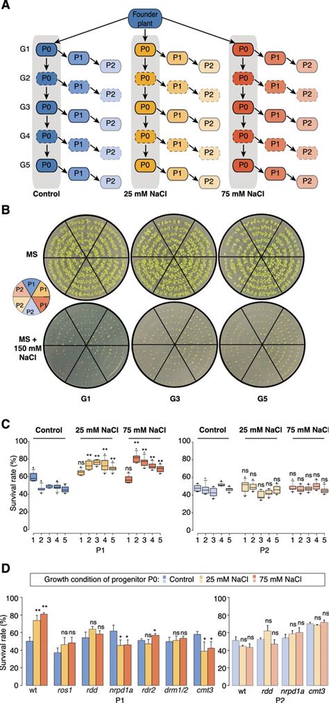 Hyperosmotic Stress Memory In Arabidopsis Is Mediated By Distinct