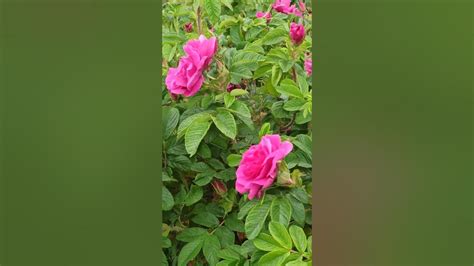 Роза шиповника! 🌺Царица Севера! 🌿🌺🌿 - YouTube