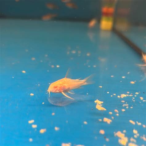 Albino Peppered Corydoras Tropical Aquarium