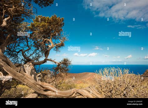 Ancient Gnarled Native Juniper Tree Juniperus Canariensis At La