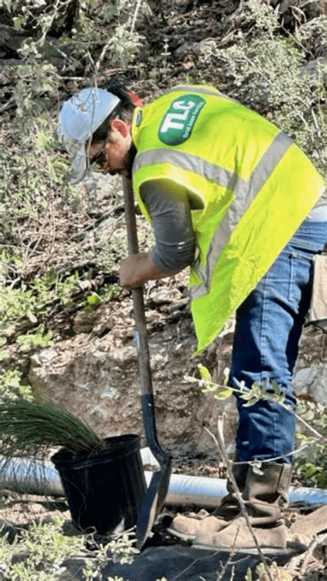 Local Tree Removal Near Me