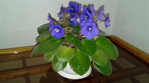 African Violet Flower