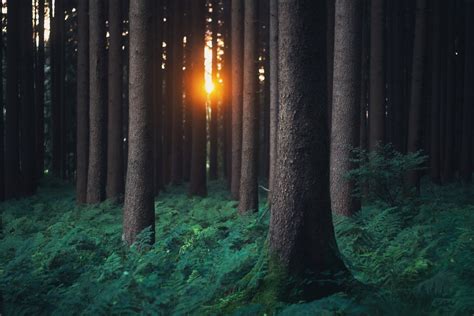 1920x1080 1920x1080 Nature Trees Forest Leaves Branch Path Plants