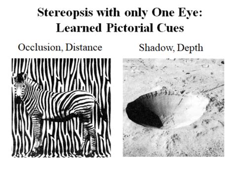 neural basis stereopsis solid 3d vision flashcards quizlet