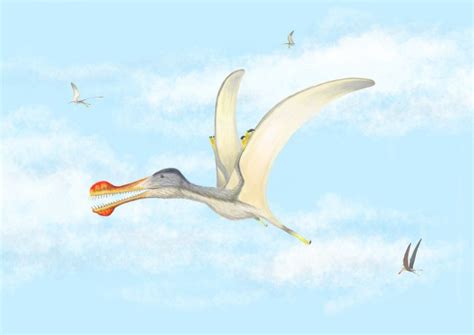 Fossils Of Flying Reptiles In The Sahara 100 Million Years Ago