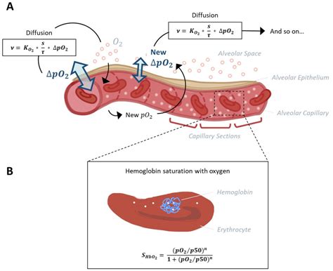 Alveolar Epithelium Diagram