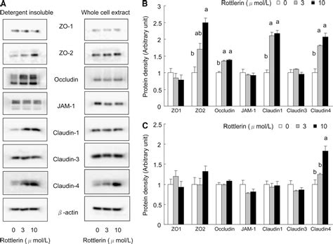Quercetin Enhances Intestinal Barrier Function Through The Assembly Of Zonnula Occludens 2