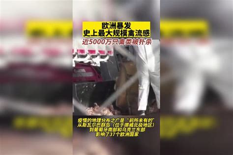 近5000万只禽类被扑杀欧洲暴发史上最大规模禽流感 欧洲 禽类 规模
