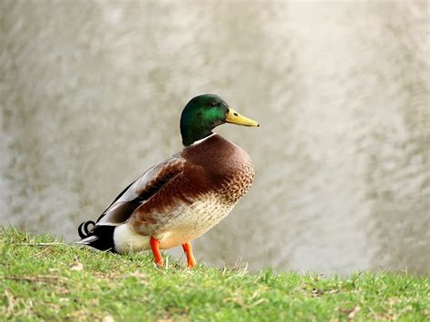 Do Ducks Migrate All You Need To Know Bird Fact