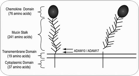 Fractalkine A Survivors Guide Arteriosclerosis Thrombosis And