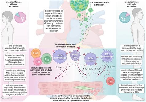 Sex And Gender Differences In Myocarditis And Dilated Cardiomyopathy