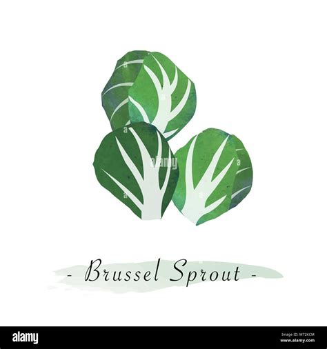 Colorful Watercolor Texture Vector Healthy Vegetable Brussel Sprout