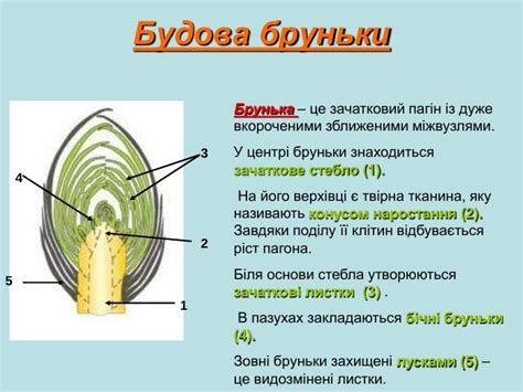 Презентація Будова бруньки