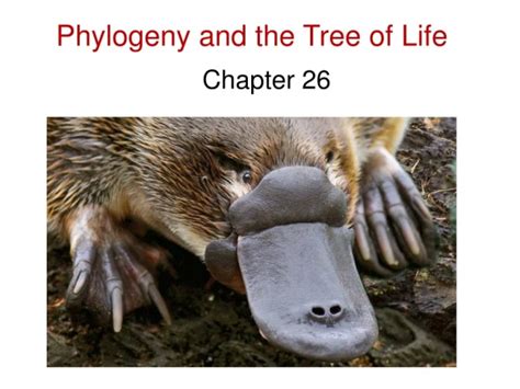 Ppt Phylogeny And The Tree Of Life Powerpoint Presentation Free Download Id 9238971