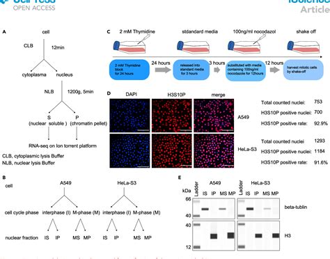 Figure 1 From Profiling And Characterization Of Constitutive Chromatin Enriched Rnas Semantic