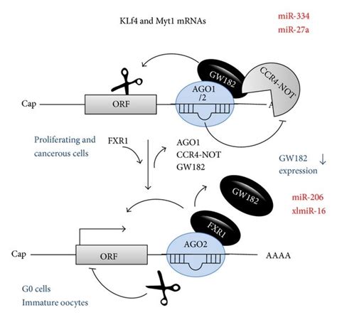 Mirna Mediated Upregulation According To Cell Cycle Phase Mir 334 And