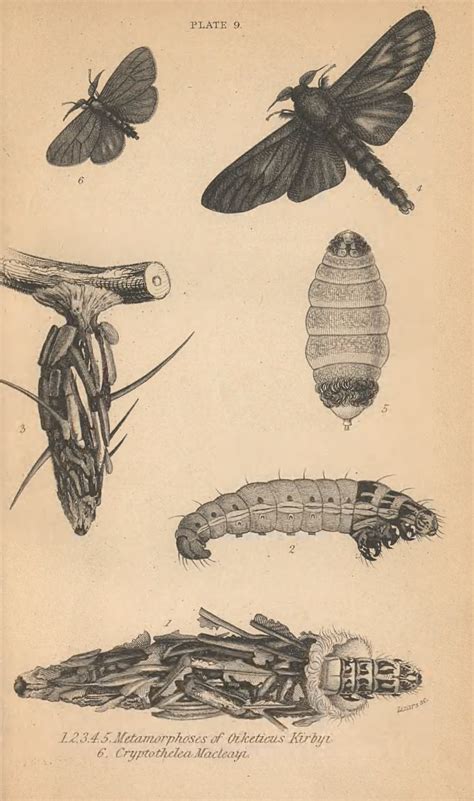 Nemfrog Plate 9 Metamorphosis Entomology Exotic Moths