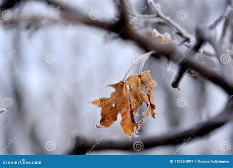 Frozen Leaves Of Yellow Maple Stock Image Image Of Yellow Leaves