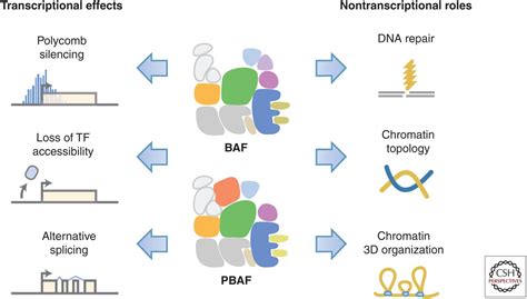 The Many Roles Of Baf Mswisnf And Pbaf Complexes In Cancer