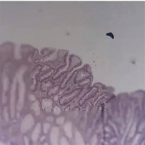 Virtual Microscope Aimicrotec