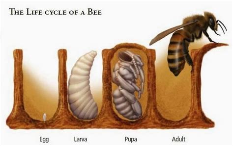 El Ciclo De Vida De Una Abeja The Life Cycle Of A Bee Bee Life