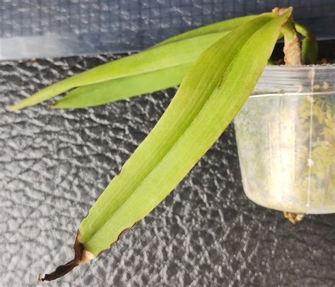Yahooオークション Epidendrum Falcatum Okami × Self 原種 エピ
