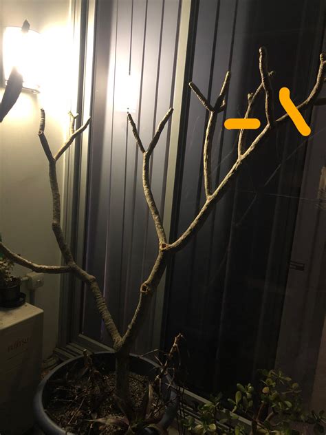 WWYD With This Stick Does It Need A Prune And Are These Good Locations R GardeningAustralia