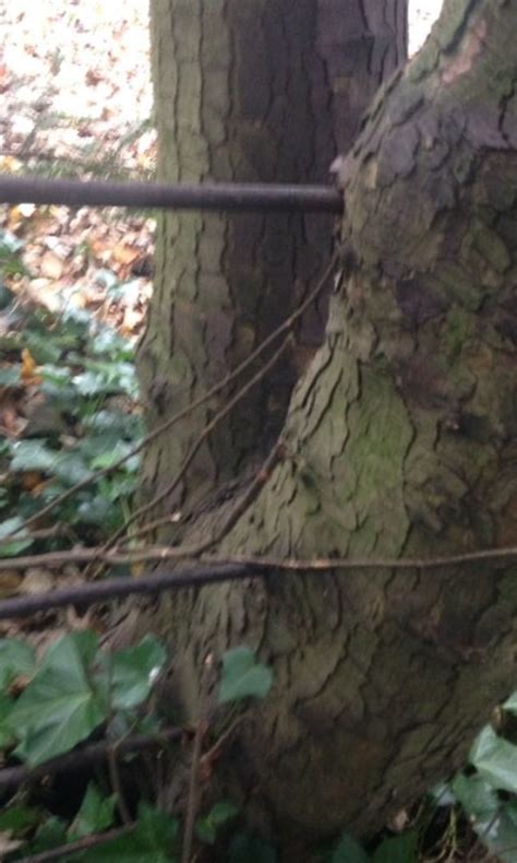 Tree Sucking On Isolated Fence R TreesSuckingOnThings