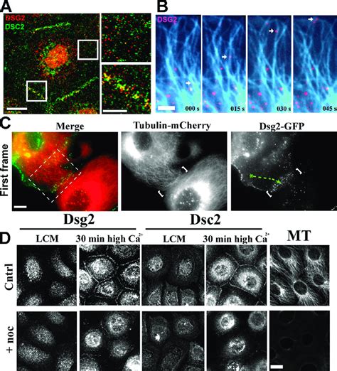 Desmosomal Cadherins Require Mts For Rapid Accumulation At
