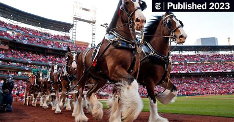 Anheuser Busch Says It Has Stopped Amputating Tails Of Budweiser