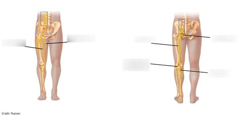 Lumbarsacral Plexus Pt1 Diagram Quizlet