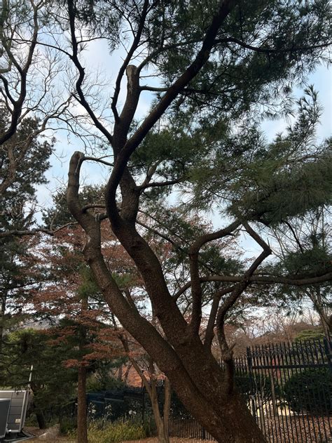 우유가 흐르는 나무 전나무