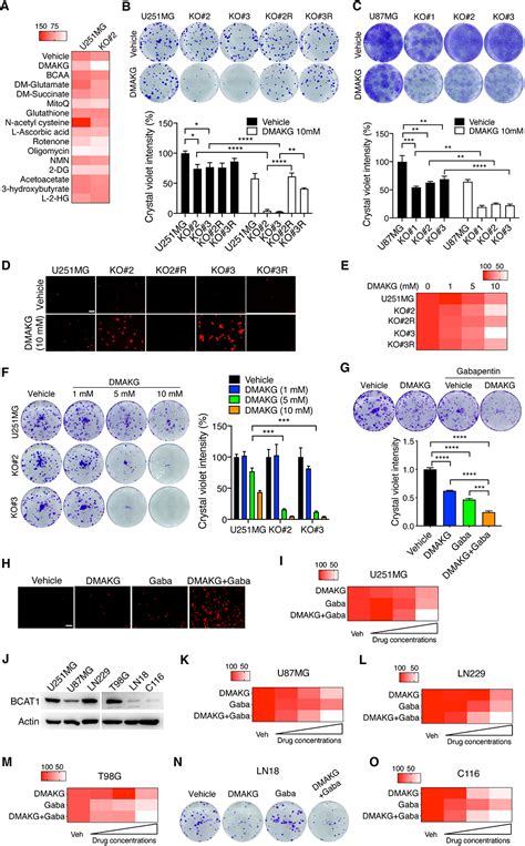 Targeting Bcat1 Combined With α Ketoglutarate Triggers Metabolic