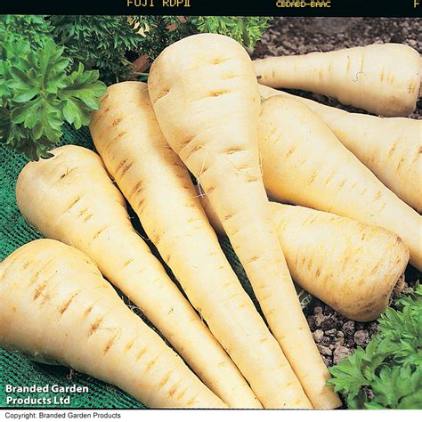 Parsnip F Gladiator Seeds Suttons Parsnip F Gladiator Seeds Suttons