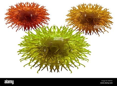 Dendritic Cells Hi Res Stock Photography And Images Alamy