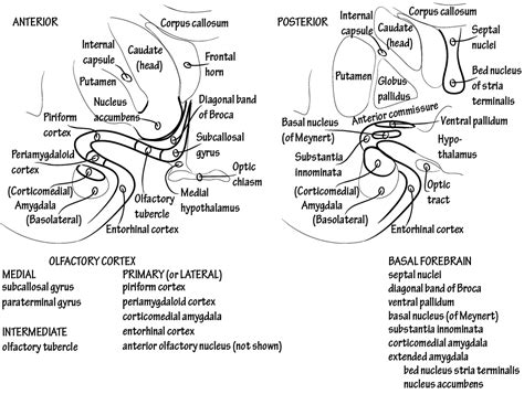 Neuroscience Fundamentals Olfactory Cortex And Basal Forebrain Part 2