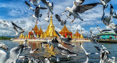 Rarely Seen Burmese Peacock Turtles Thriving In Asean Heritage Park